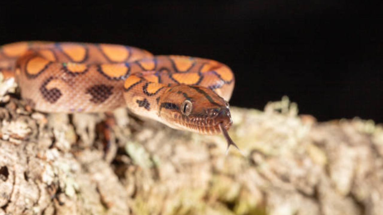 The world’s most colorful snakes you’ve never heard of | - Times of India