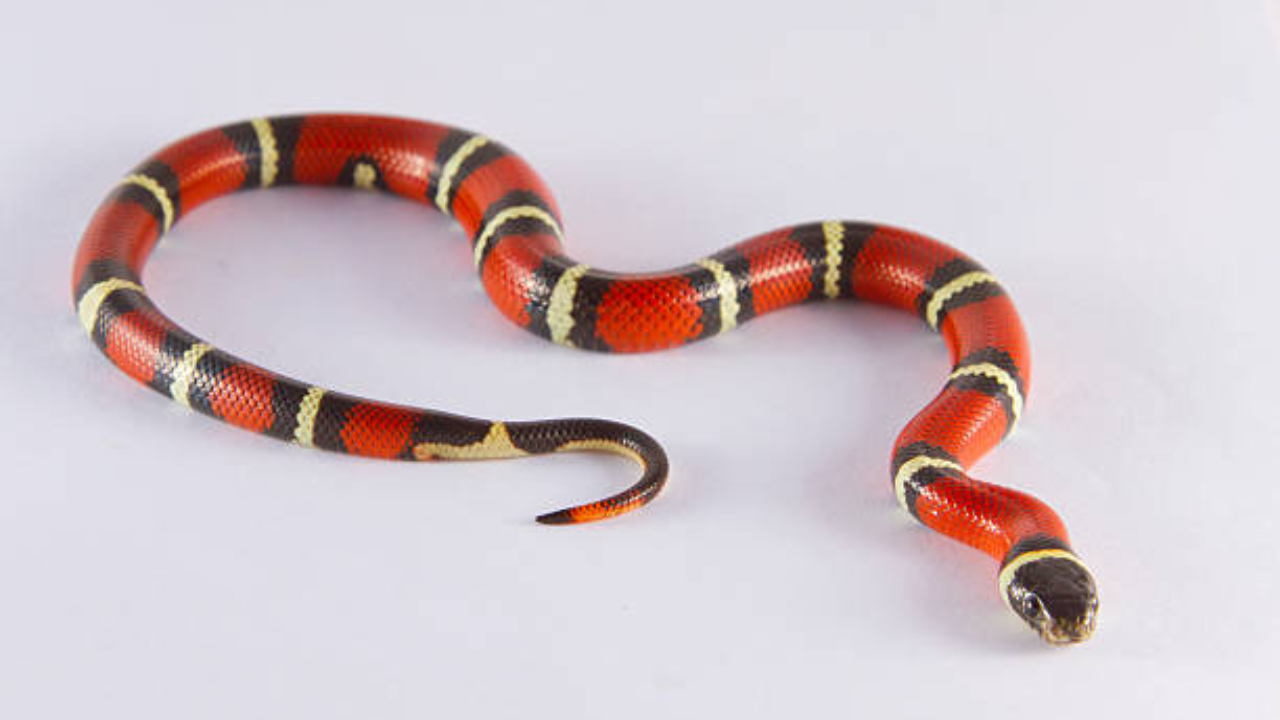 The world’s most colorful snakes you’ve never heard of | - Times of India