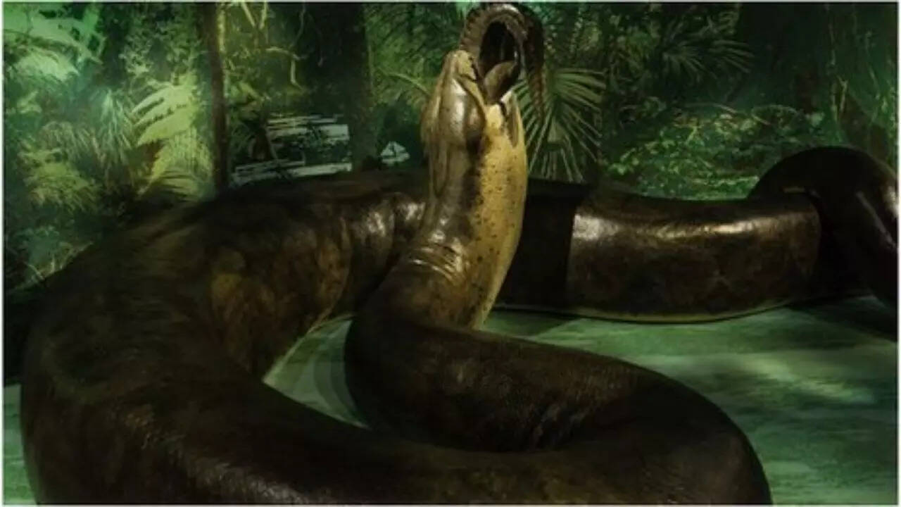 What’s bigger than an anaconda? This 58-million-year-old fossil of ...