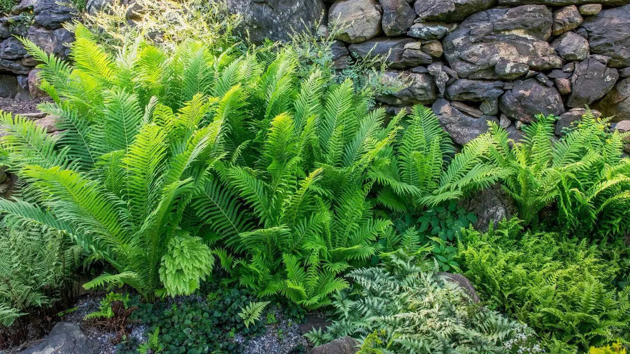 12 Indoor plants that improve health, reduce stress and purify air ...