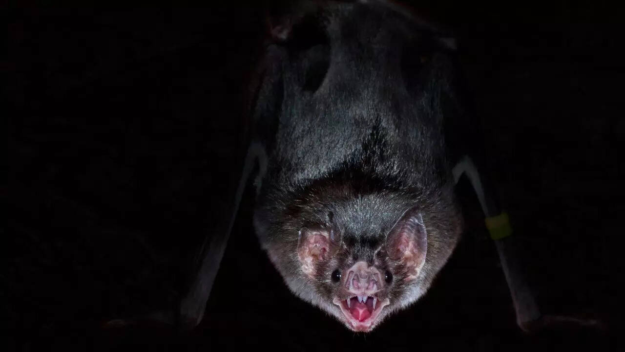 Vampire Bats Facts: Beyond the myths: 6 real things to know about ...