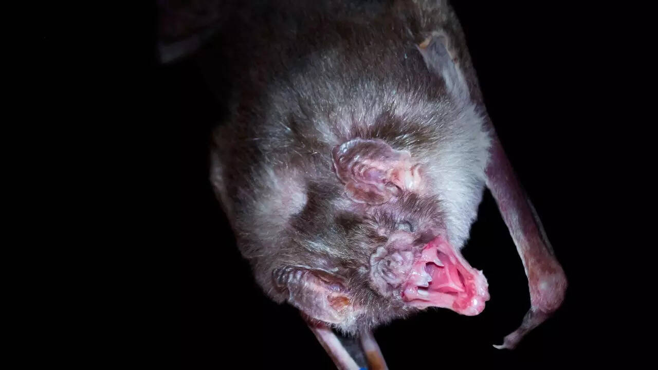 Vampire Bats Facts: Beyond the myths: 6 real things to know about ...