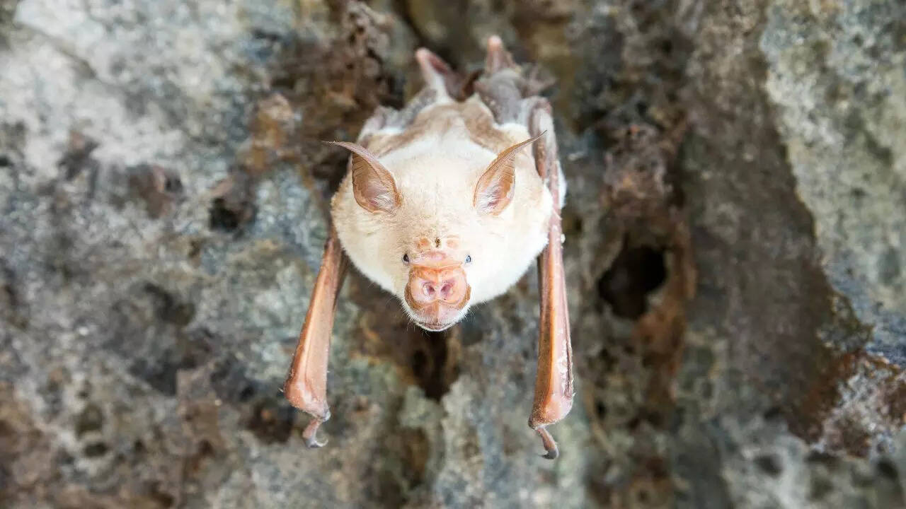 Vampire Bats Facts: Beyond the myths: 6 real things to know about ...