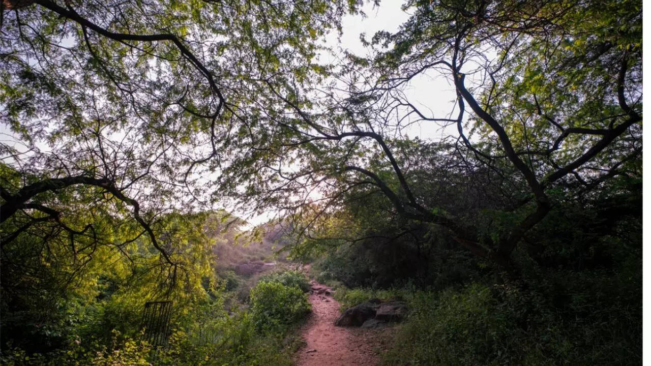 India Gate picnic ban? here are 7 chill picnic spots in Delhi you can ...