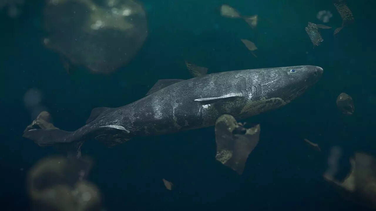 Meet the 400-year-old shark swimming till today: What is the secret ...