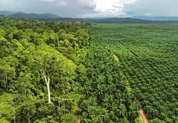 ‘Palm oil prevails from soap to napalm — it feeds billions but pollutes ...