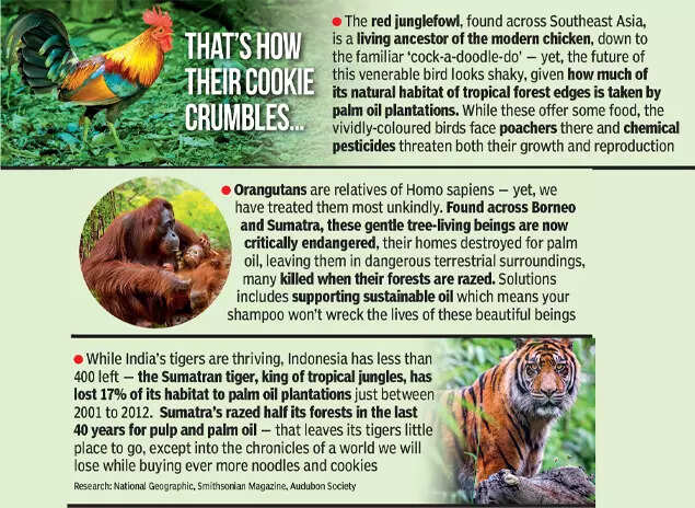 ‘Palm oil prevails from soap to napalm — it feeds billions but pollutes ...