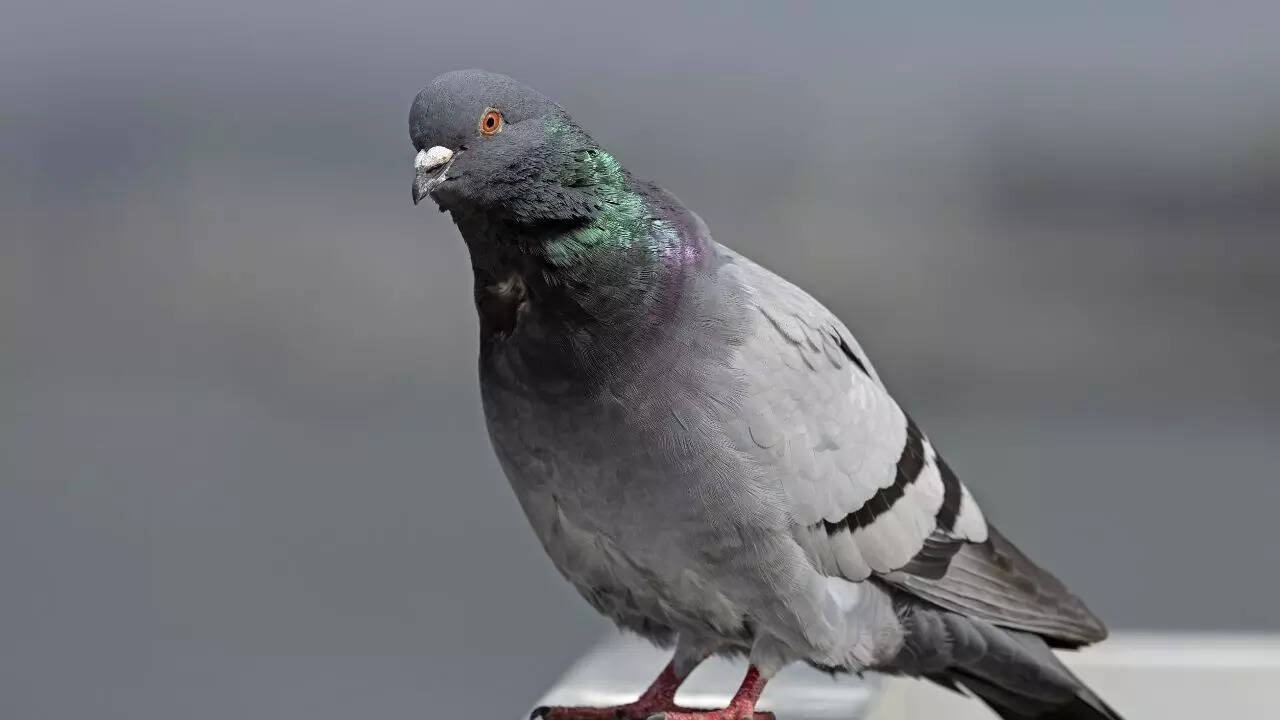 10 animals that can detect UV light humans cannot see | - Times of India