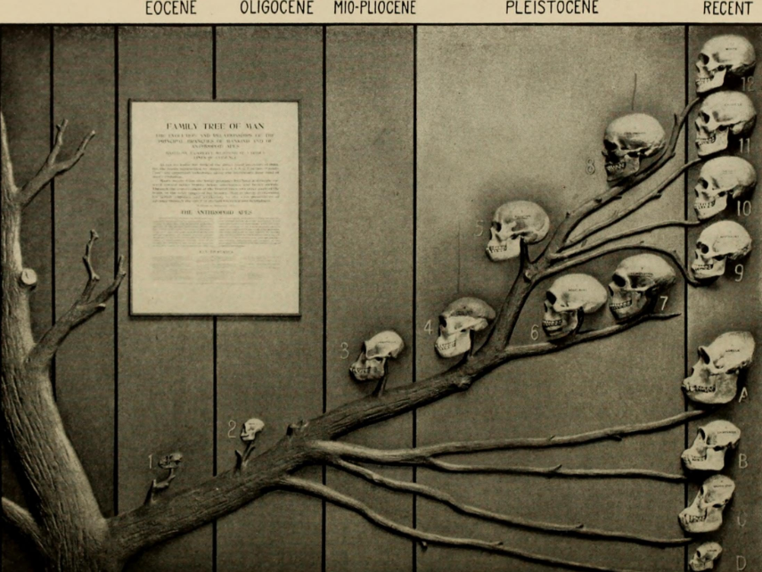 Not just Homo Sapiens: There were 20+ human species that walked the ...