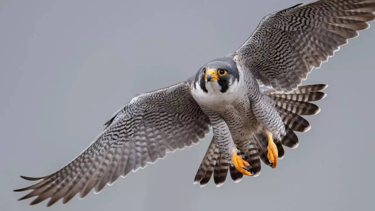 12 apex predators that birds instantly flee from | - Times of India