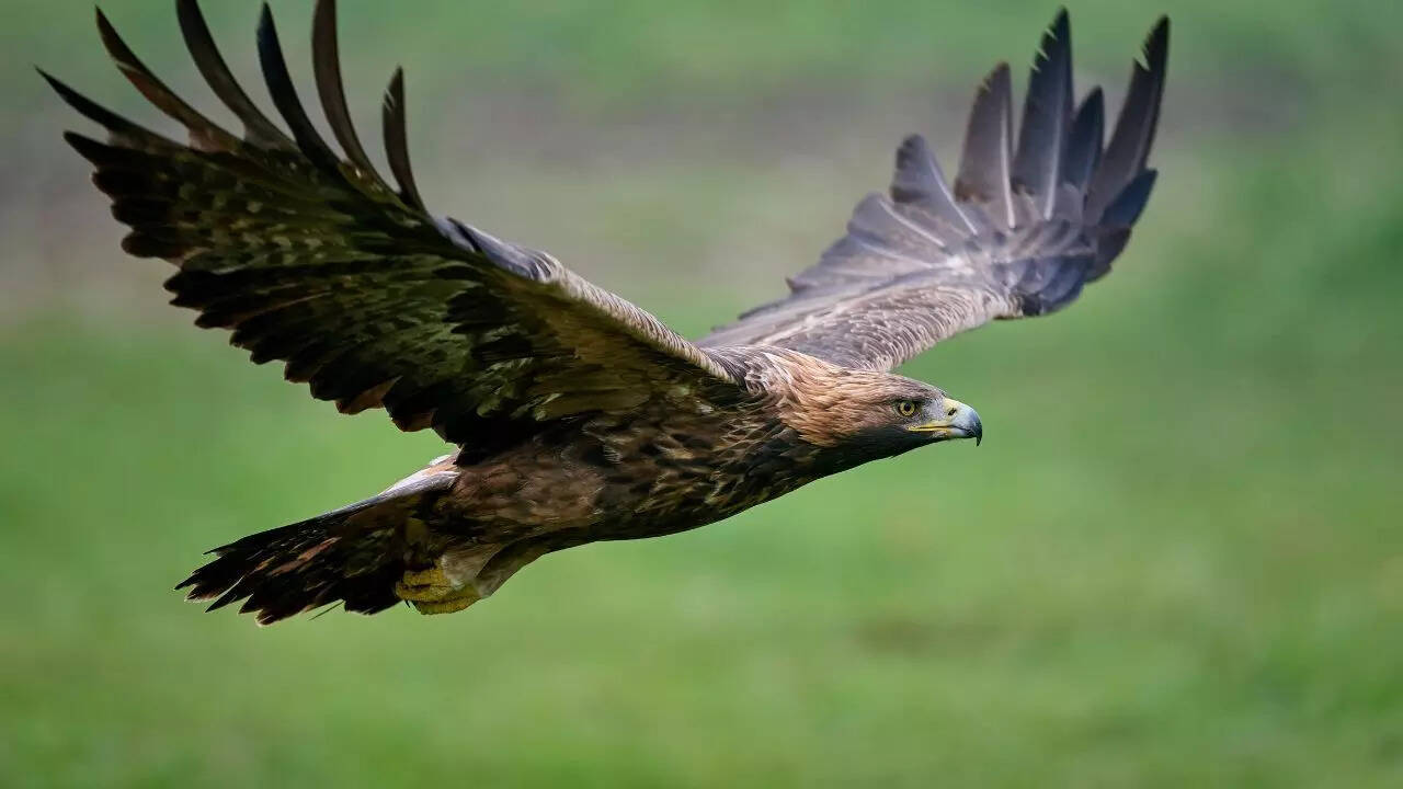 12 apex predators that birds instantly flee from | - Times of India