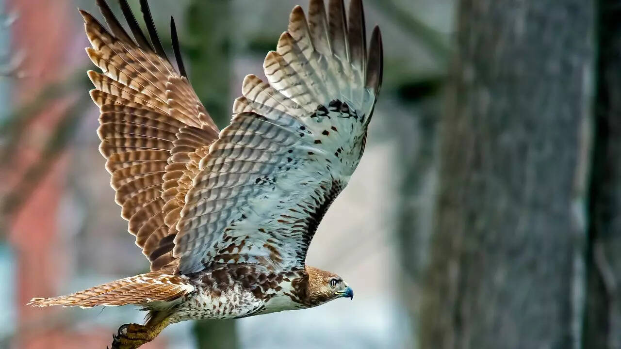 12 apex predators that birds instantly flee from | - Times of India
