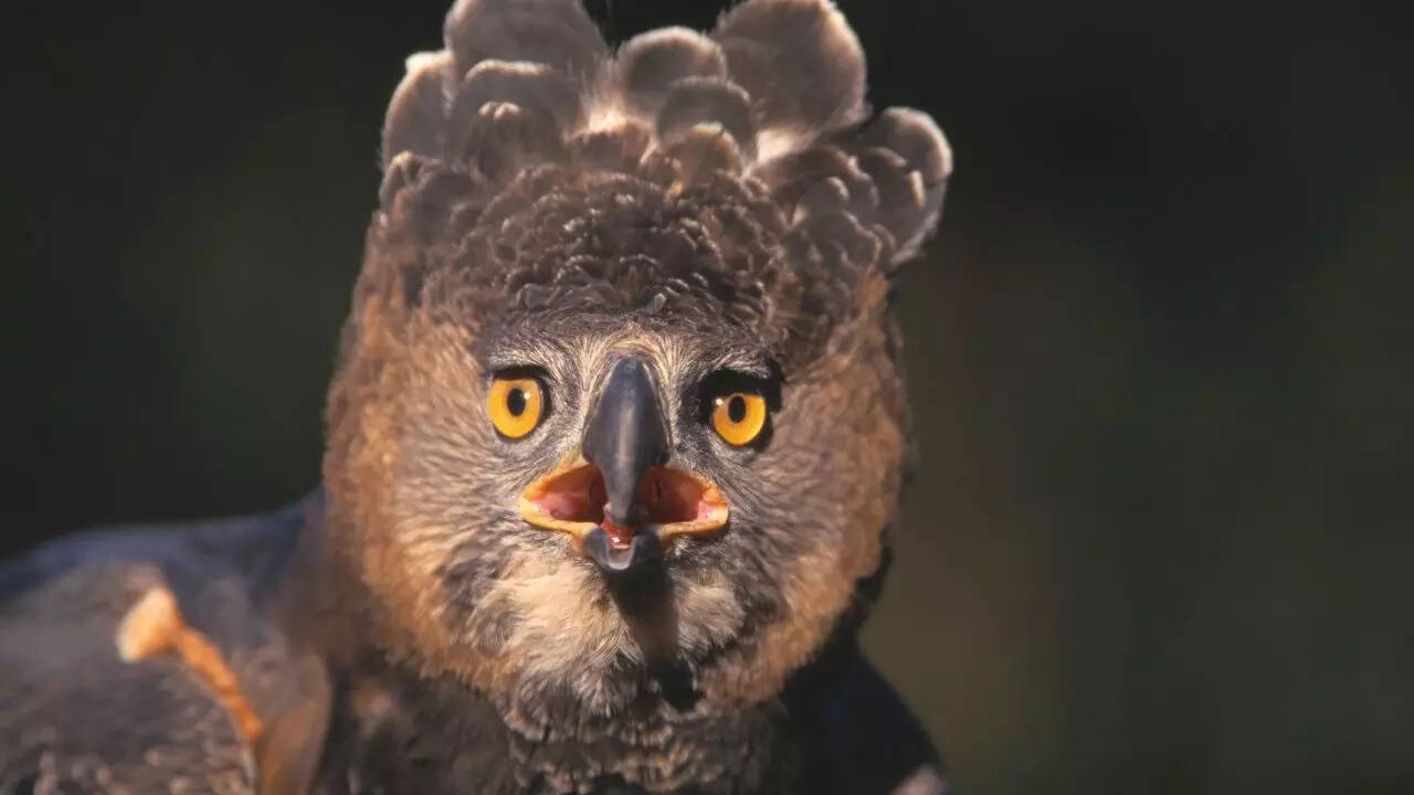 12 apex predators that birds instantly flee from | - Times of India