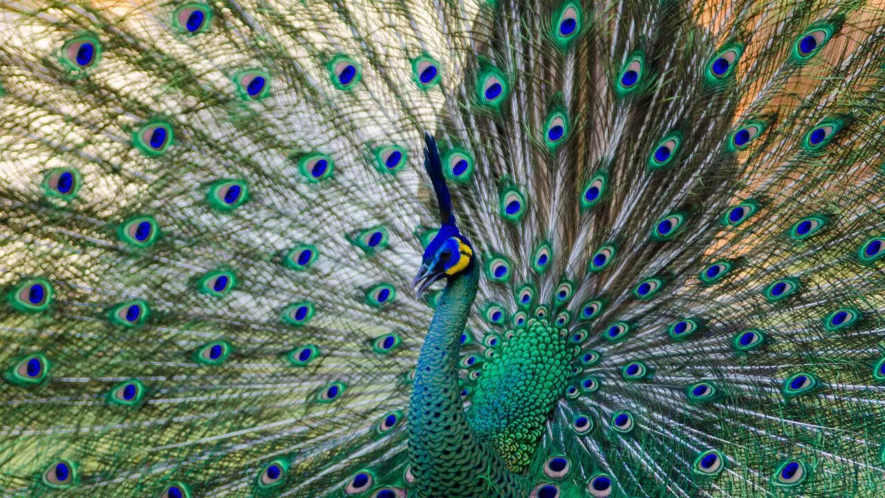 6 rare and regal giant peacocks that rule the bird kingdom | - Times of ...