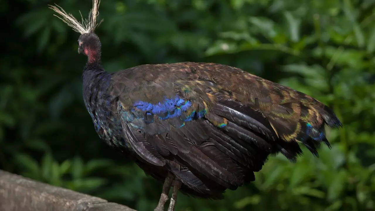 6 rare and regal giant peacocks that rule the bird kingdom | - Times of ...