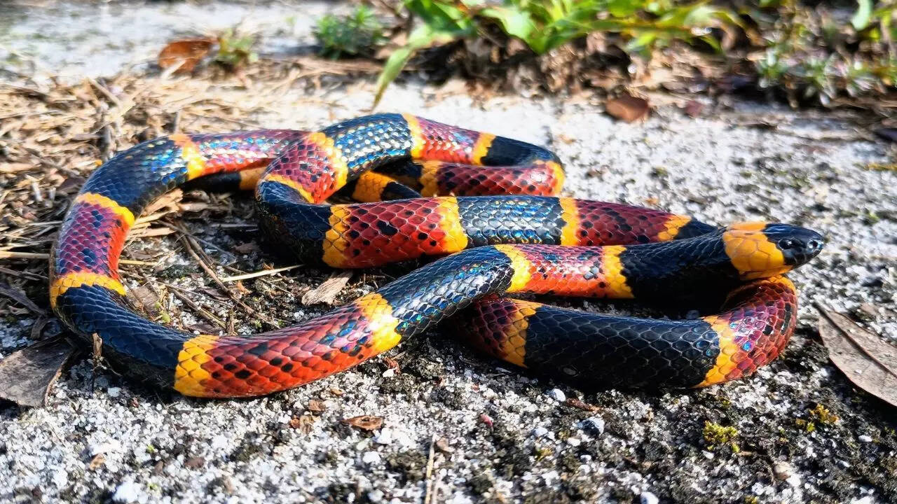 10 snakes that can swim or fly naturally in the wild | - Times of India