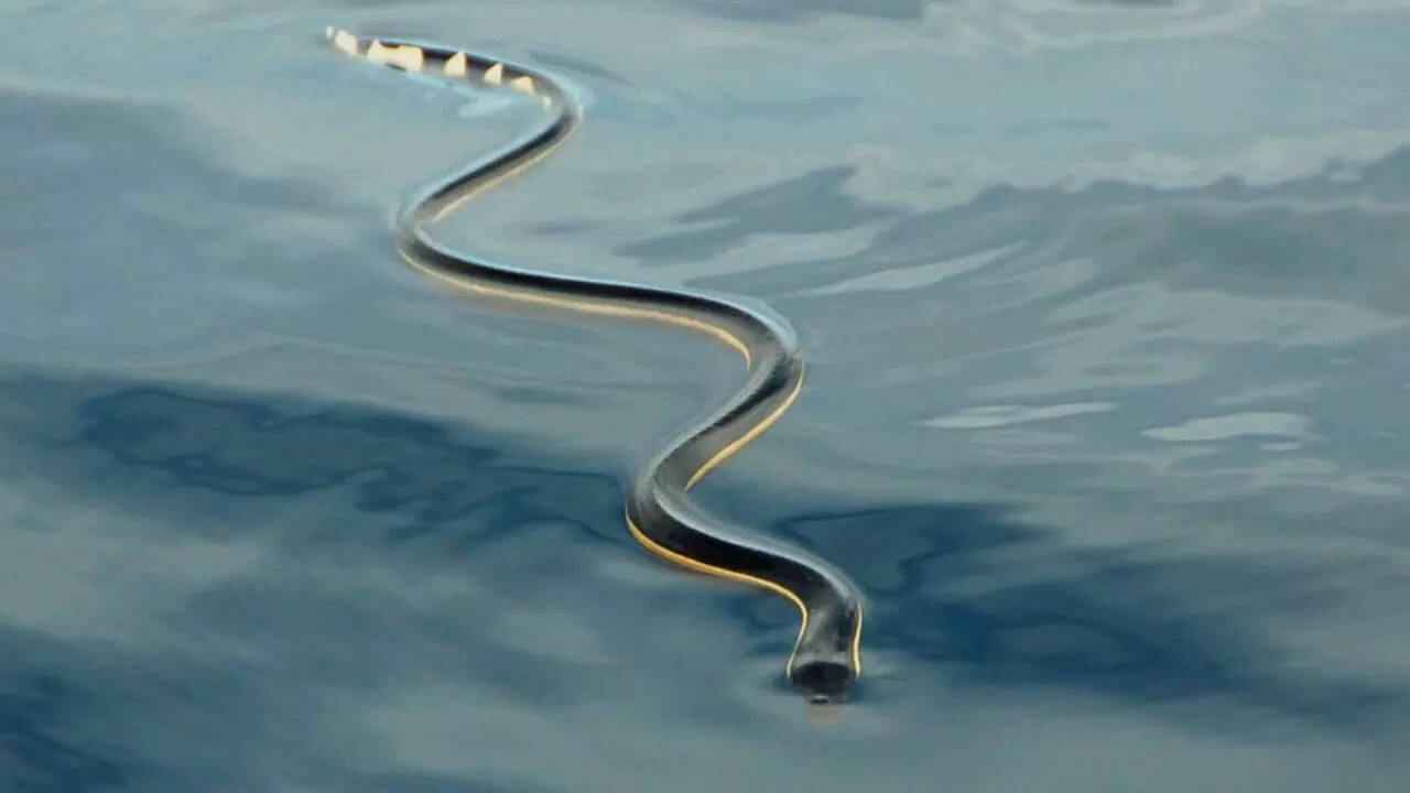 10 snakes that can swim or fly naturally in the wild | - Times of India