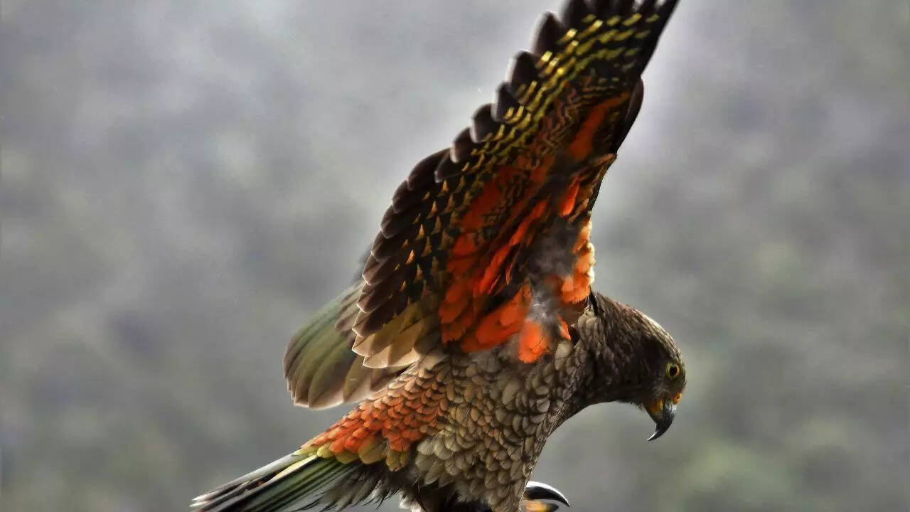 Meet the Kea: The world’s only alpine parrot native to New Zealand | - Times of India