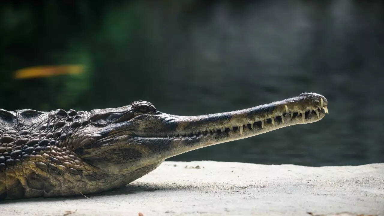 Is the Gharial the Same as a Crocodile? What You Need to Know | - The ...