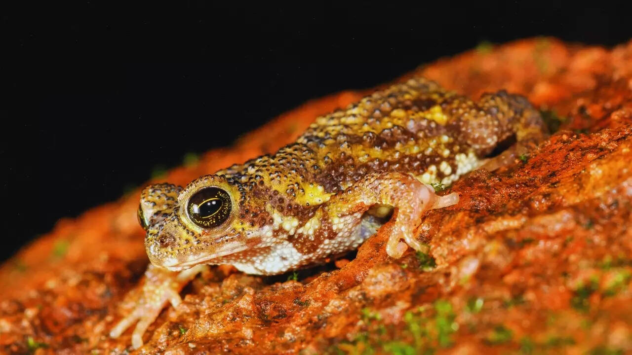 Amboli: From rare toads to chasing waterfalls: 5 reasons why Amboli is ...