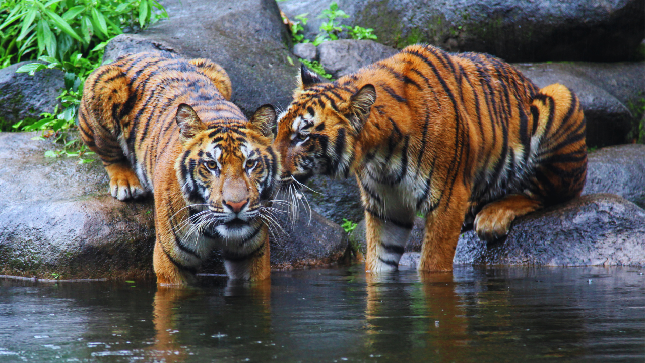 This country has the largest population of Sumatran tigers, where a wild journey awaits ...