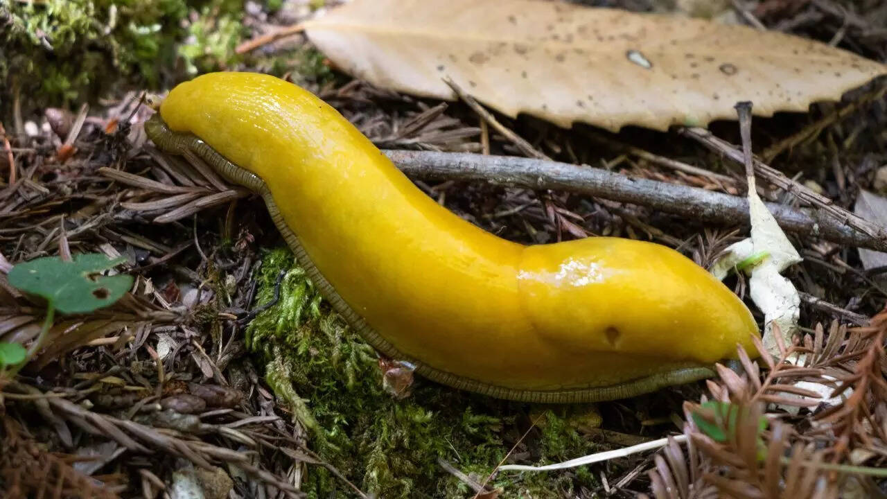 Which is the slowest animal in the world: Sloth vs tortoise vs slug ...