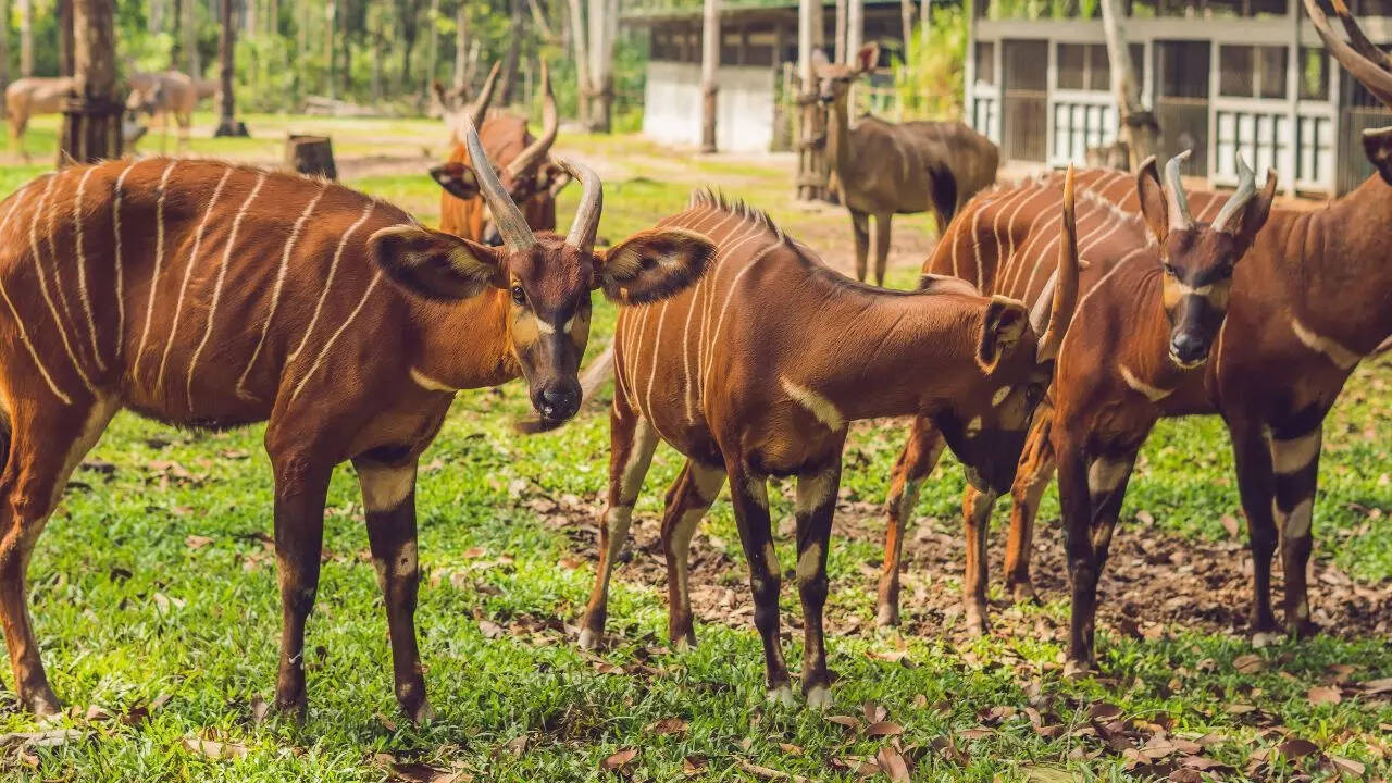 Meet the bongo African antelope: A giant, vibrant, and elusive forest species | - The Times of India