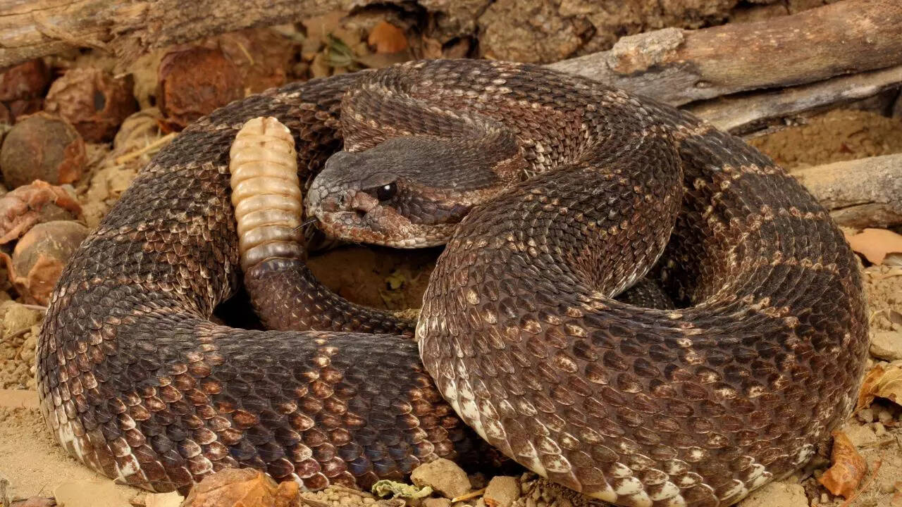 6 snakes that use extraordinary defence tactics to protect themselves ...