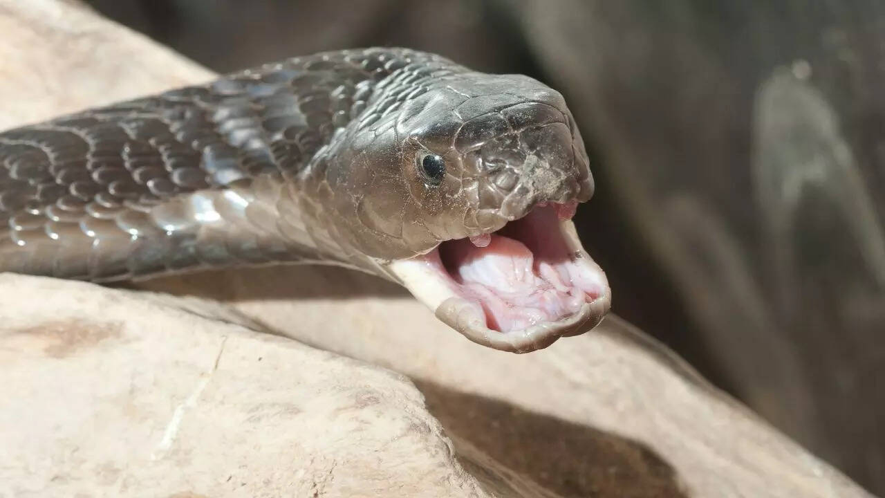 6 snakes that use extraordinary defence tactics to protect themselves | - The Times of India