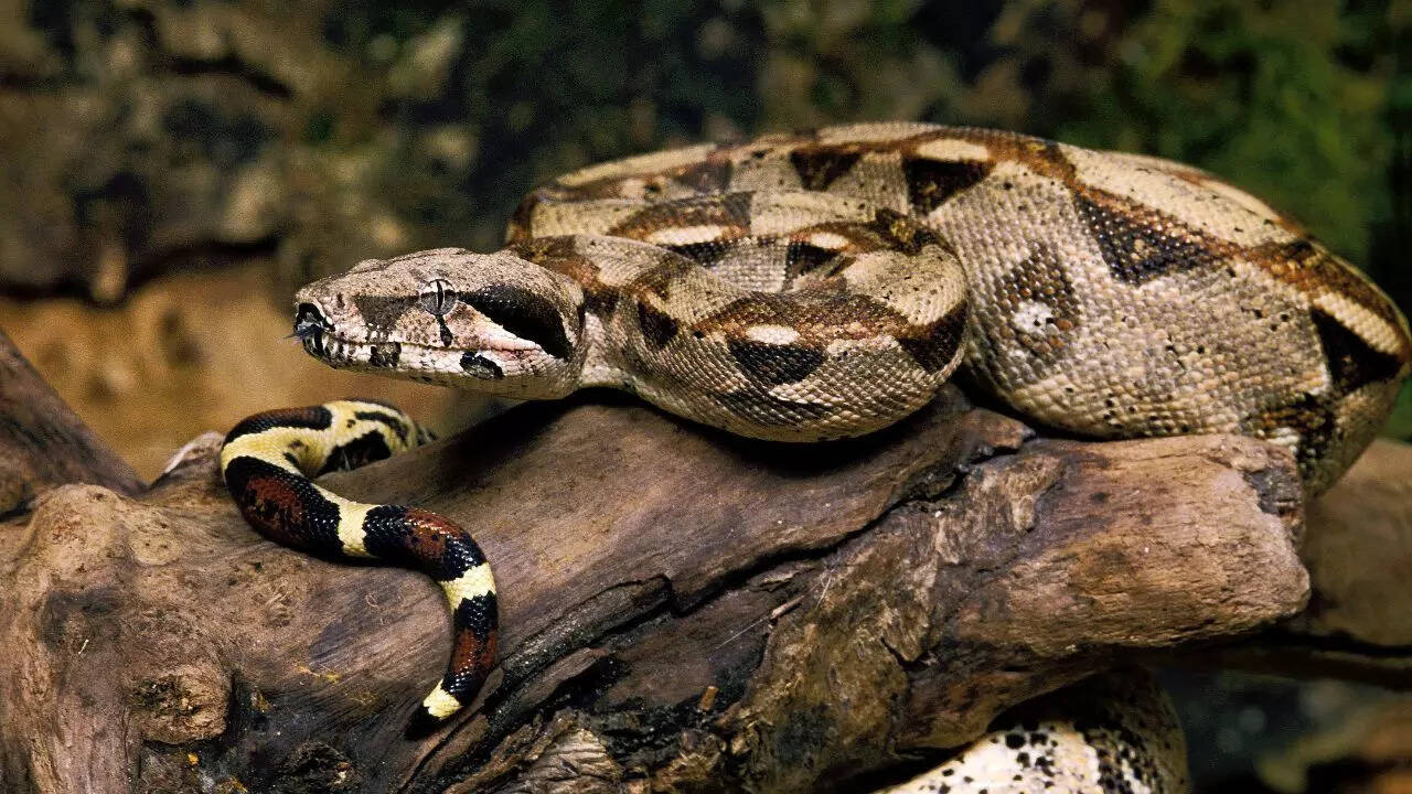 6 snakes that use extraordinary defence tactics to protect themselves ...