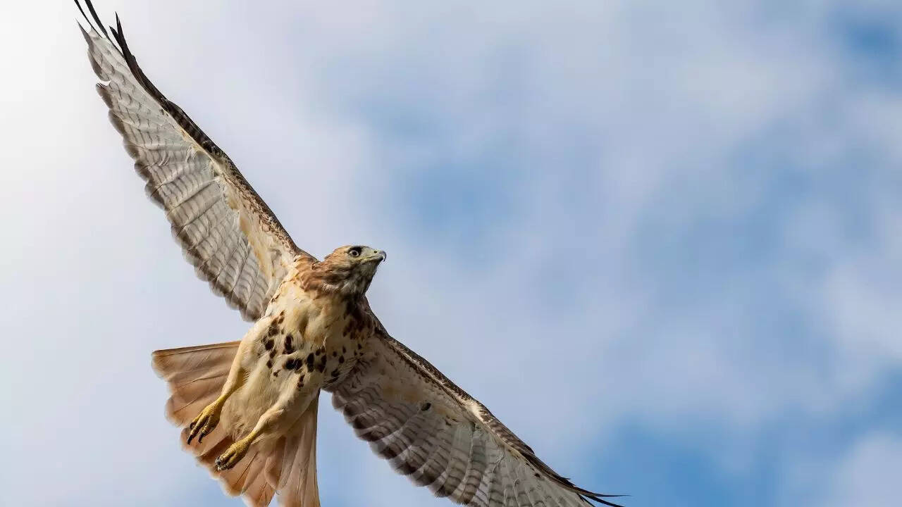 Eagles vs hawks in the wild: Difference in appearance, hunting styles ...