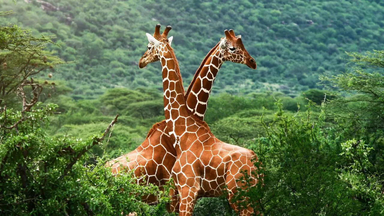 10 animals with the longest tails: Know their lengths and function ...