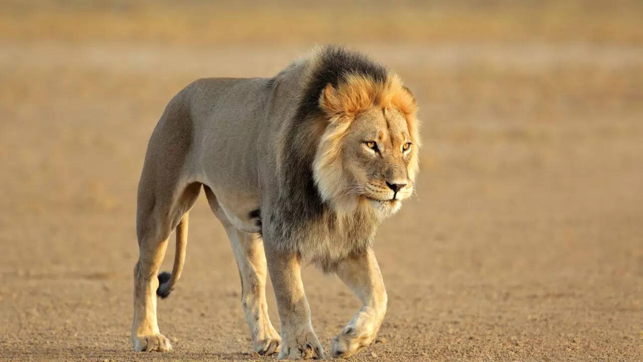 10 animals with the longest tails: Know their lengths and function ...