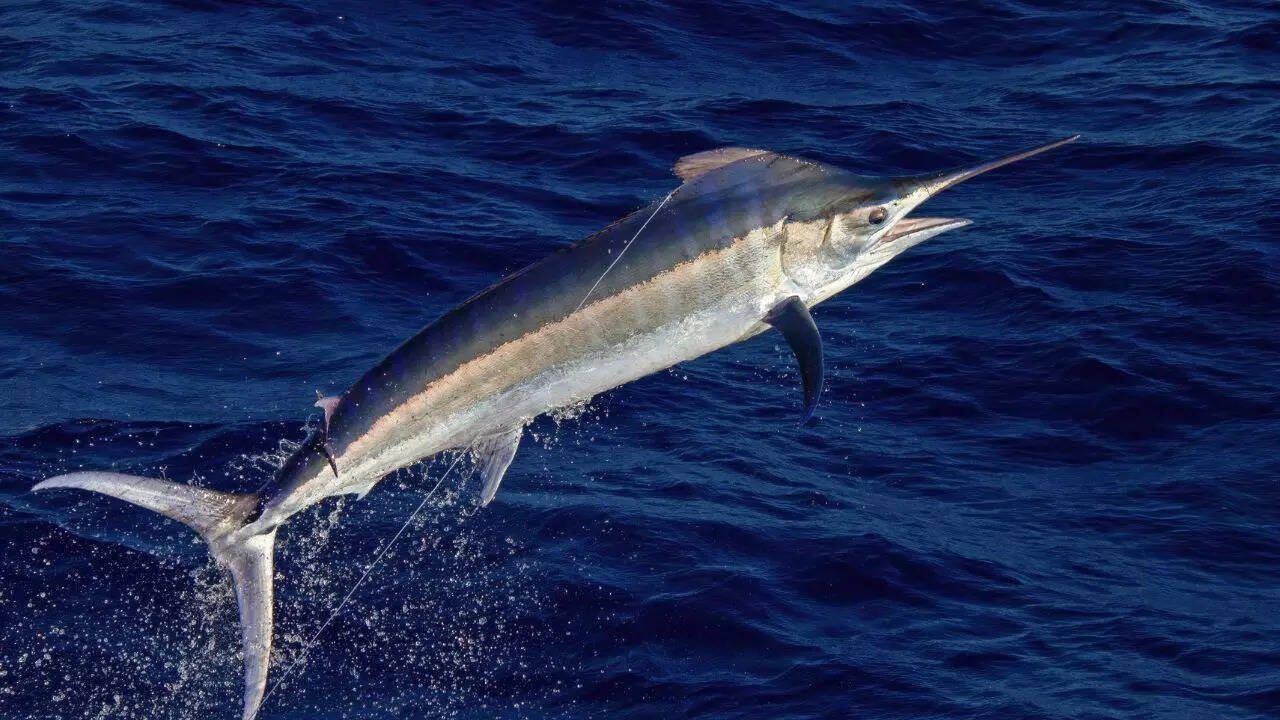 10 animals with the longest tails: Know their lengths and function ...