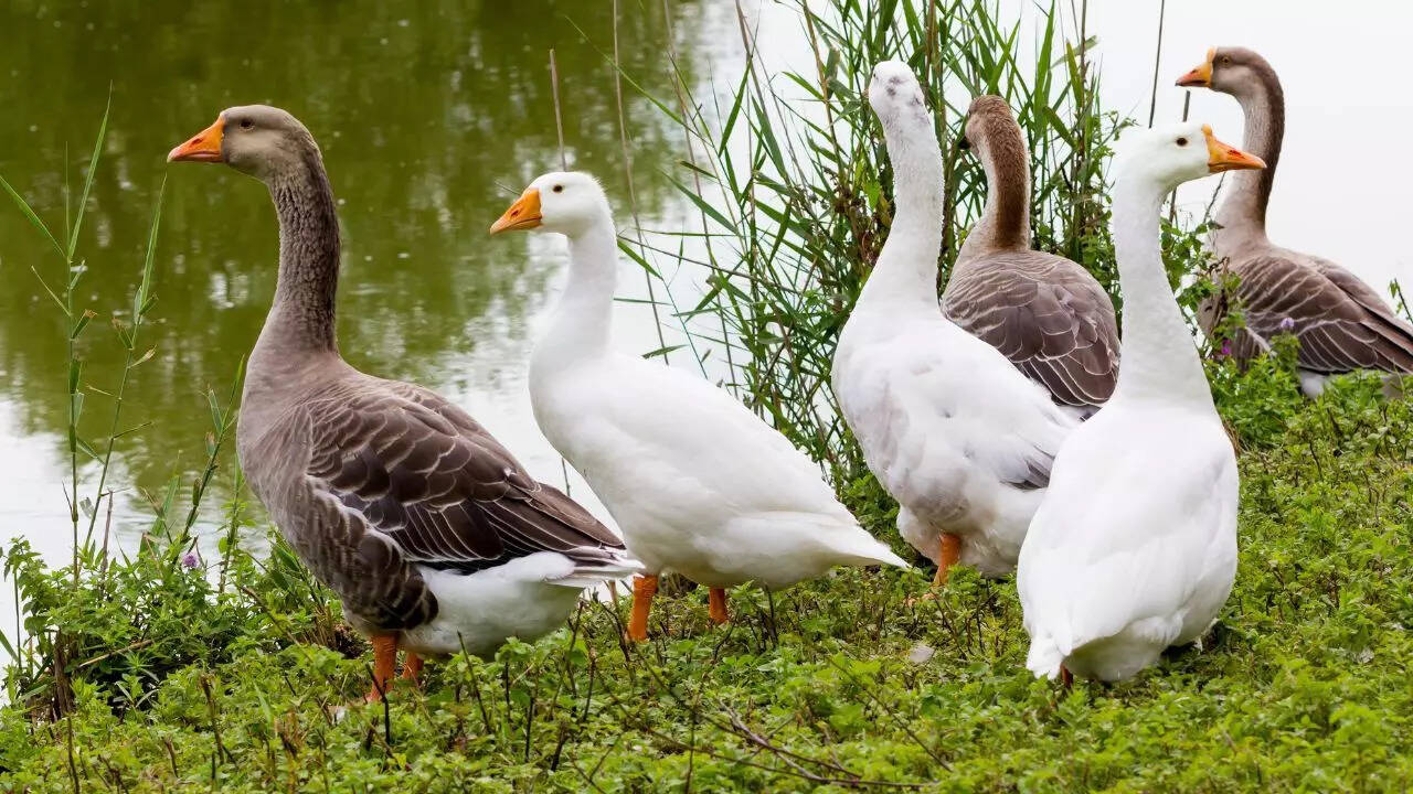 Do birds have teeth? 5 species with tooth-like features | - The Times ...
