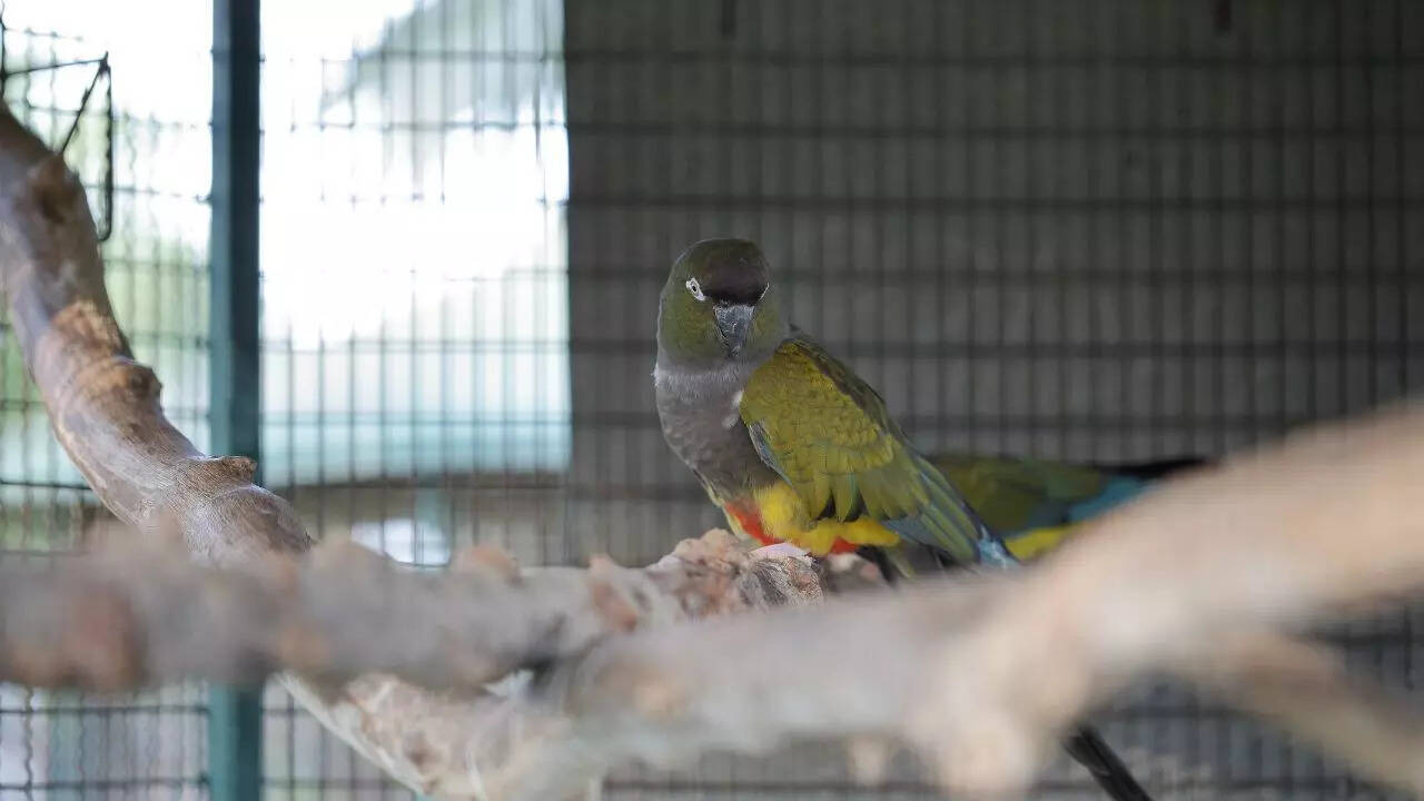 The 10 loudest birds that chirp: Nature’s noisiest feathered friends ...