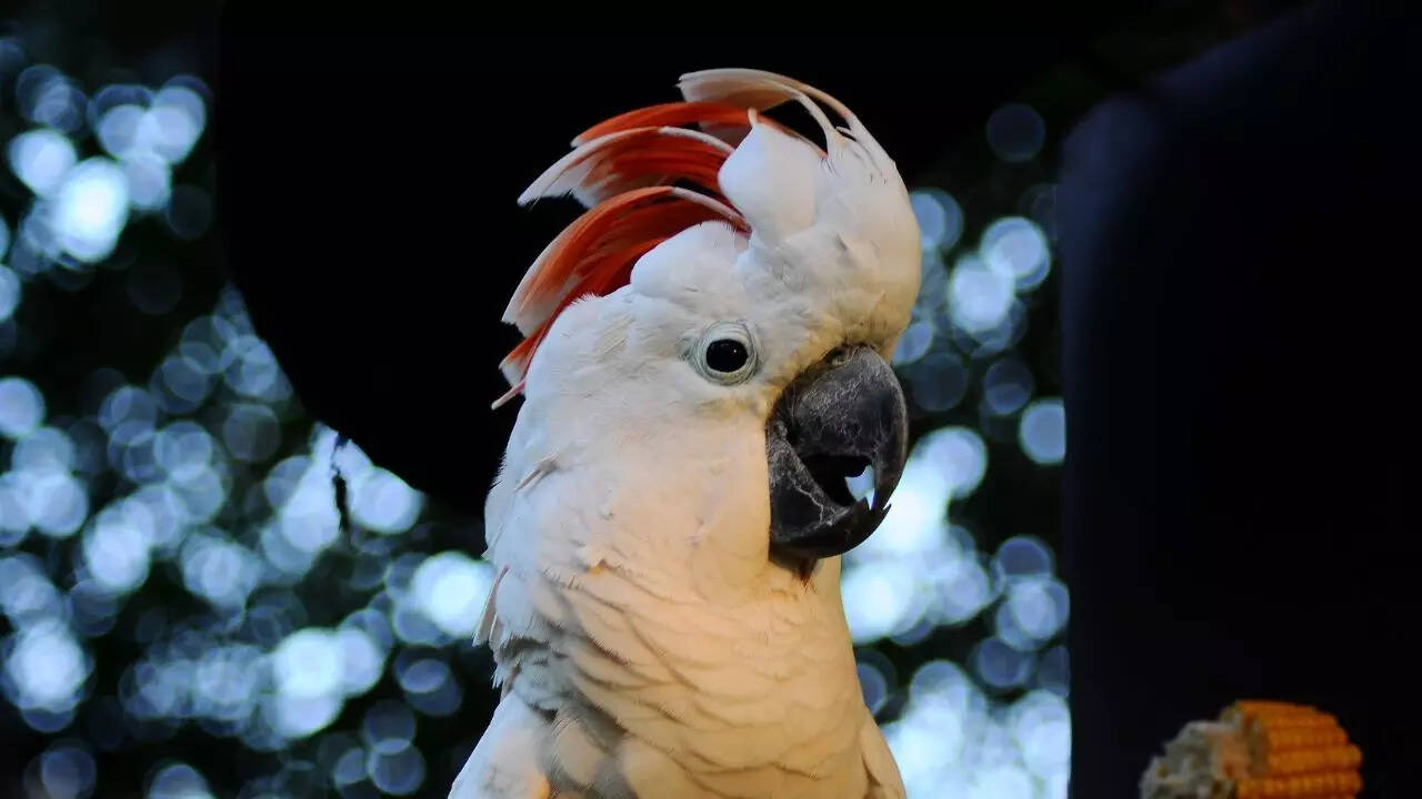 The 10 loudest birds that chirp: Nature’s noisiest feathered friends ...