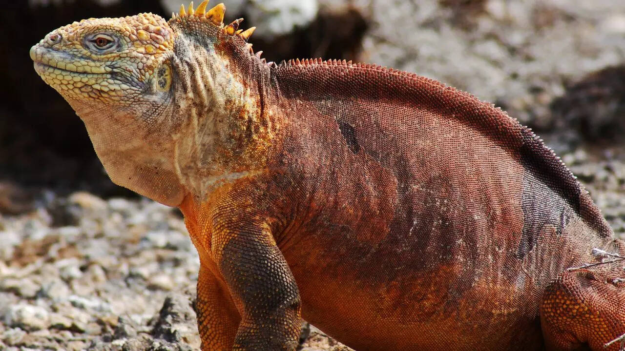 10 biggest lizards in the world (living giants today) | - The Times of ...