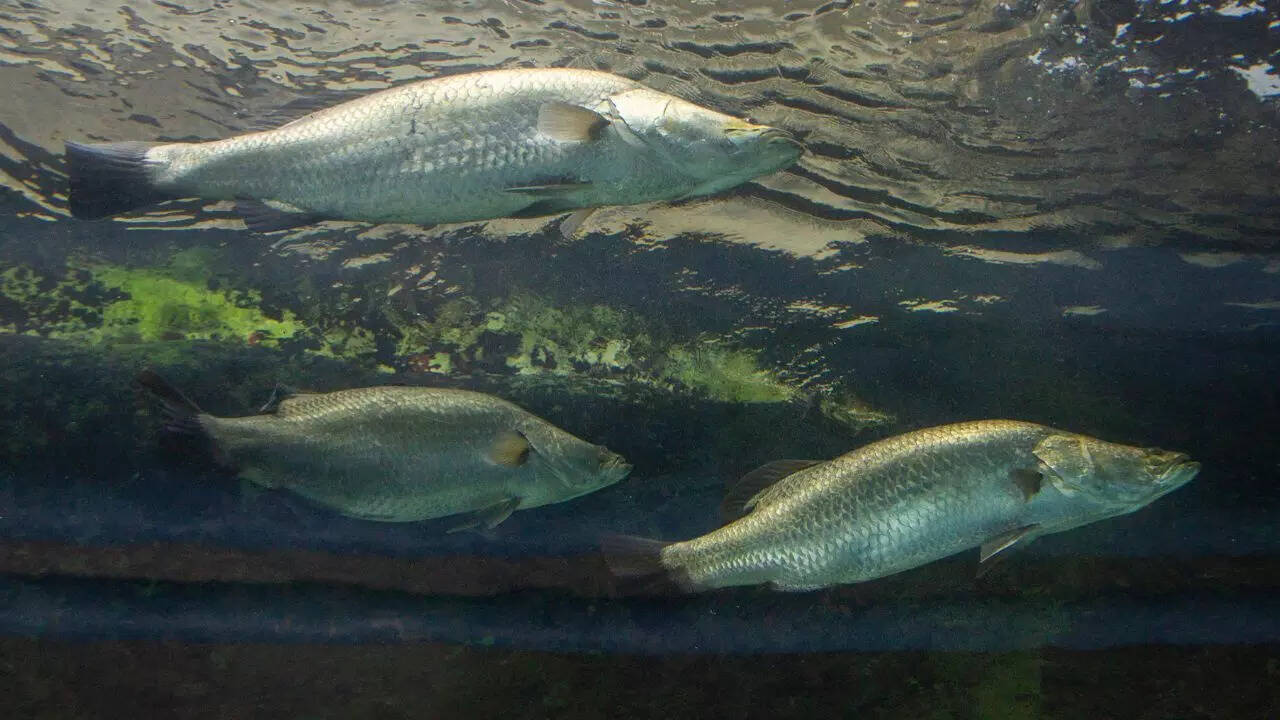 Barramundi Fish: Myth or miracle? Meet this aquatic creature who can ...