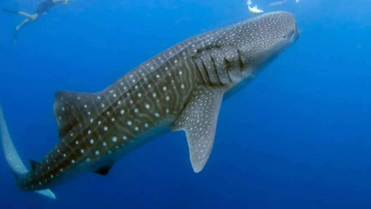 Blue Whale vs. Whale Shark: Comparing the giants’ size, diet, habitat ...