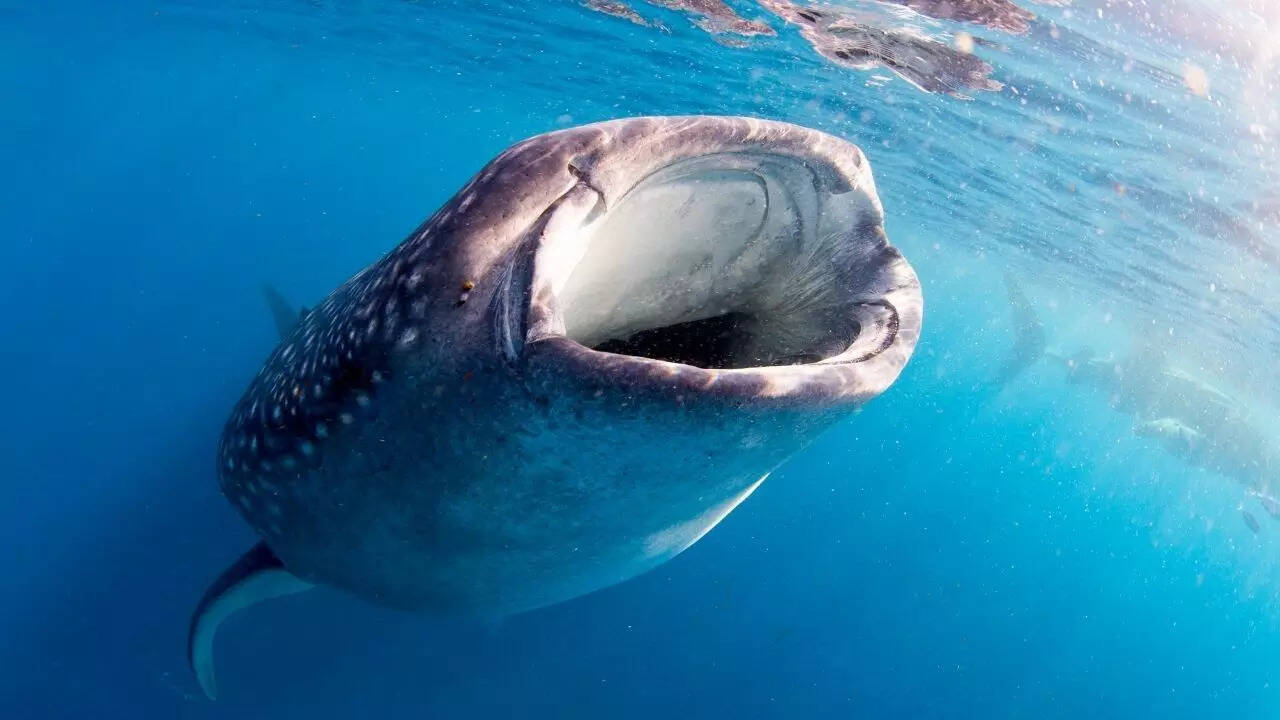 Blue Whale vs. Whale Shark: Comparing the giants’ size, diet, habitat ...