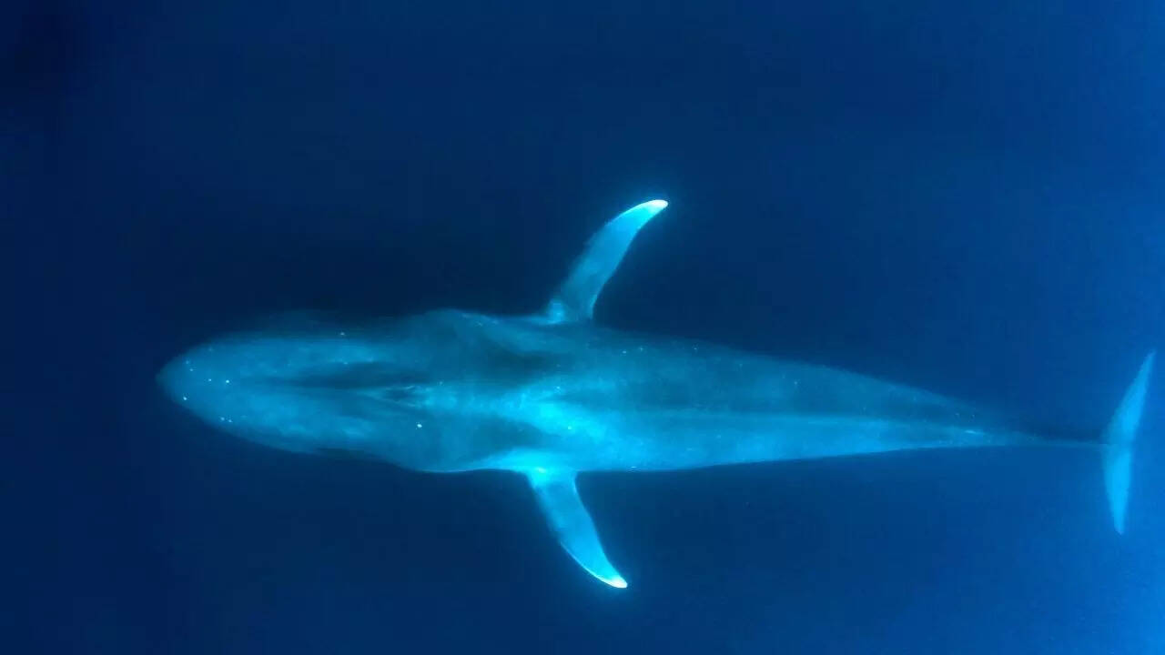 Blue Whale vs. Whale Shark: Comparing the giants’ size, diet, habitat ...