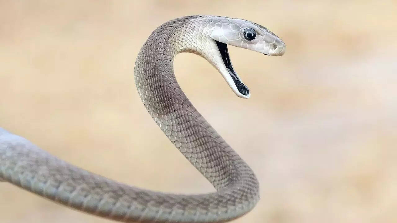 Most dangerous snakes in the world that attack in silence: Black Mamba, Boomslang, Russell’s ...