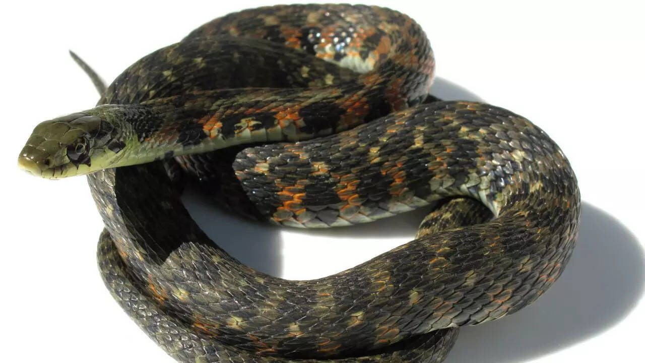 Most dangerous snakes in the world that attack in silence: Black Mamba ...