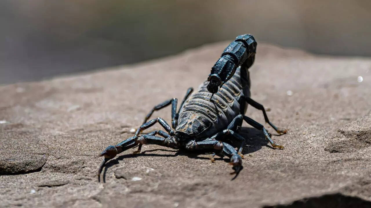 Hidden deadly animals living near us and how to stay safe | - The Times ...