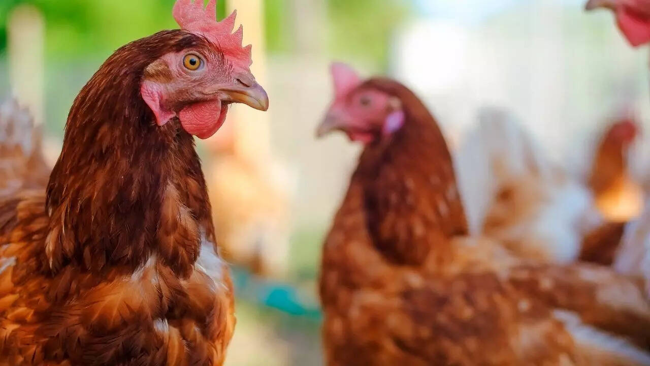 Chicken or egg -- what came first? Scientists might FINALLY have the ...