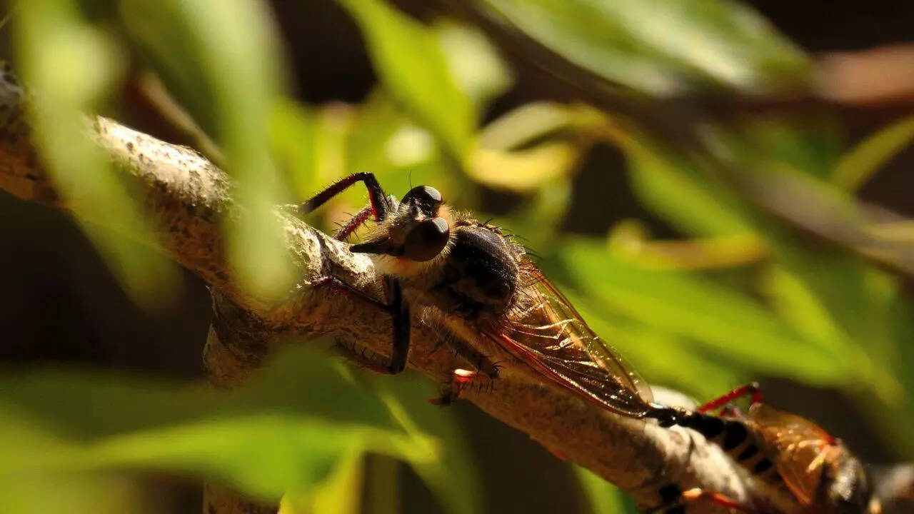5 insects that can vanish before your eyes with their mind-blowing camouflage | - The Times of India