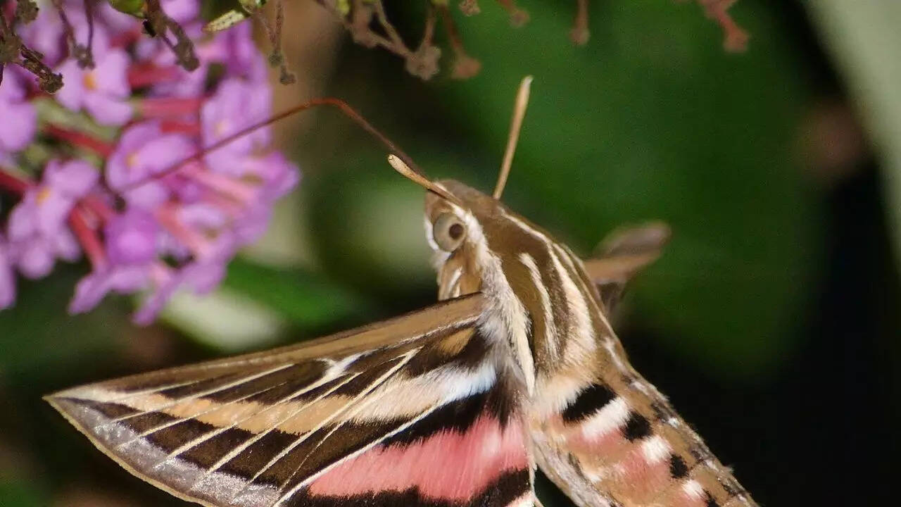 5 insects that can vanish before your eyes with their mind-blowing ...