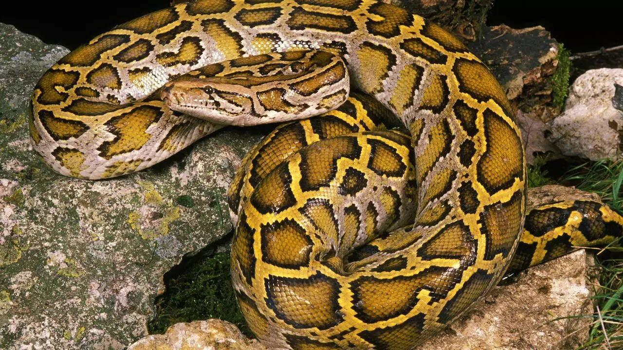 The untold side of pythons: 7 things you should know - The Times of India