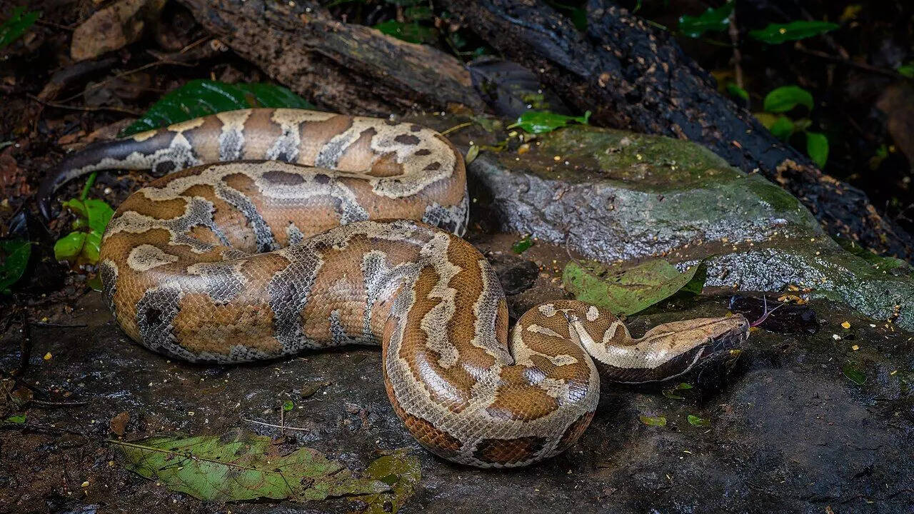 Red blood python (Python brongersmai): Muscular snake with striking ...